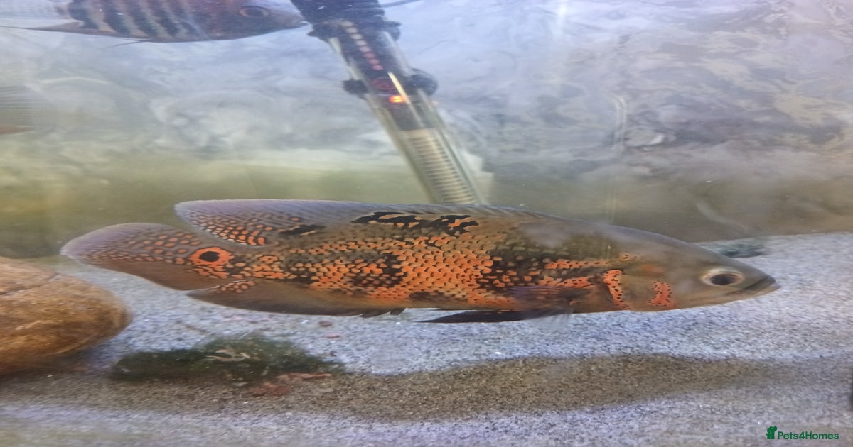 Oscars and severums for sale in Chester-le-Street | Pets4Homes