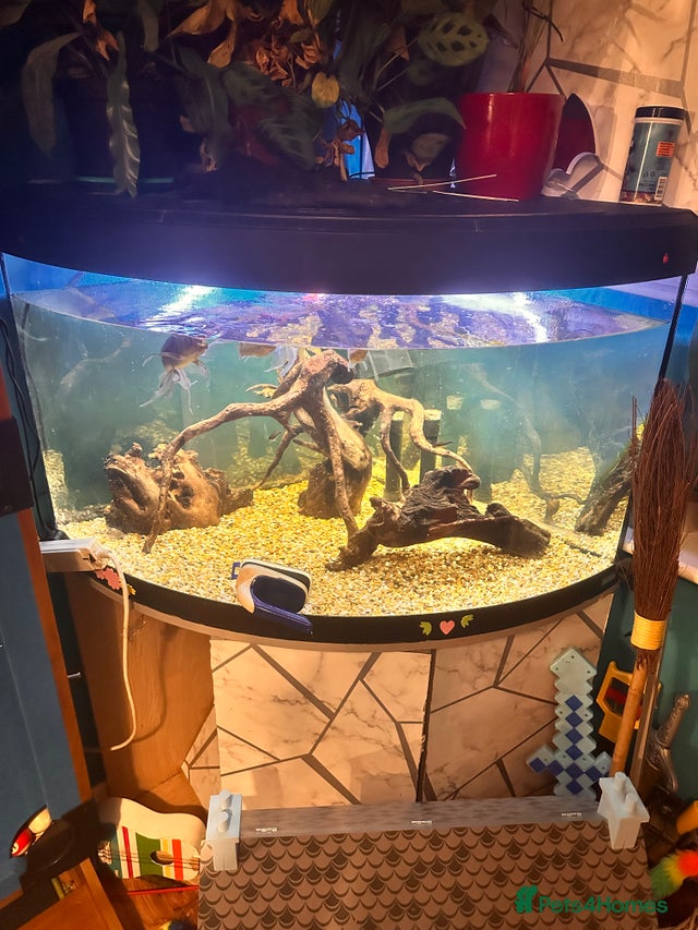 Mix of Fish for sale in Canterbury | Pets4Homes