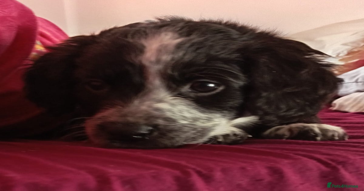 Sprockerdor Pups lab x Sprockerdor for sale in Fowey | Pets4Homes