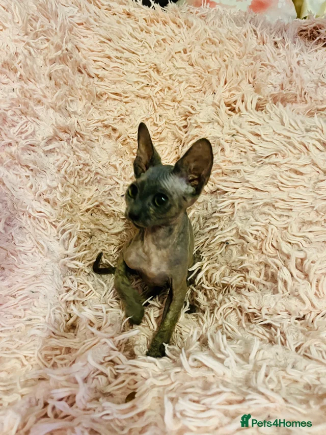 Adorable Sphynx Kittens for sale in Tiverton | Pets4Homes