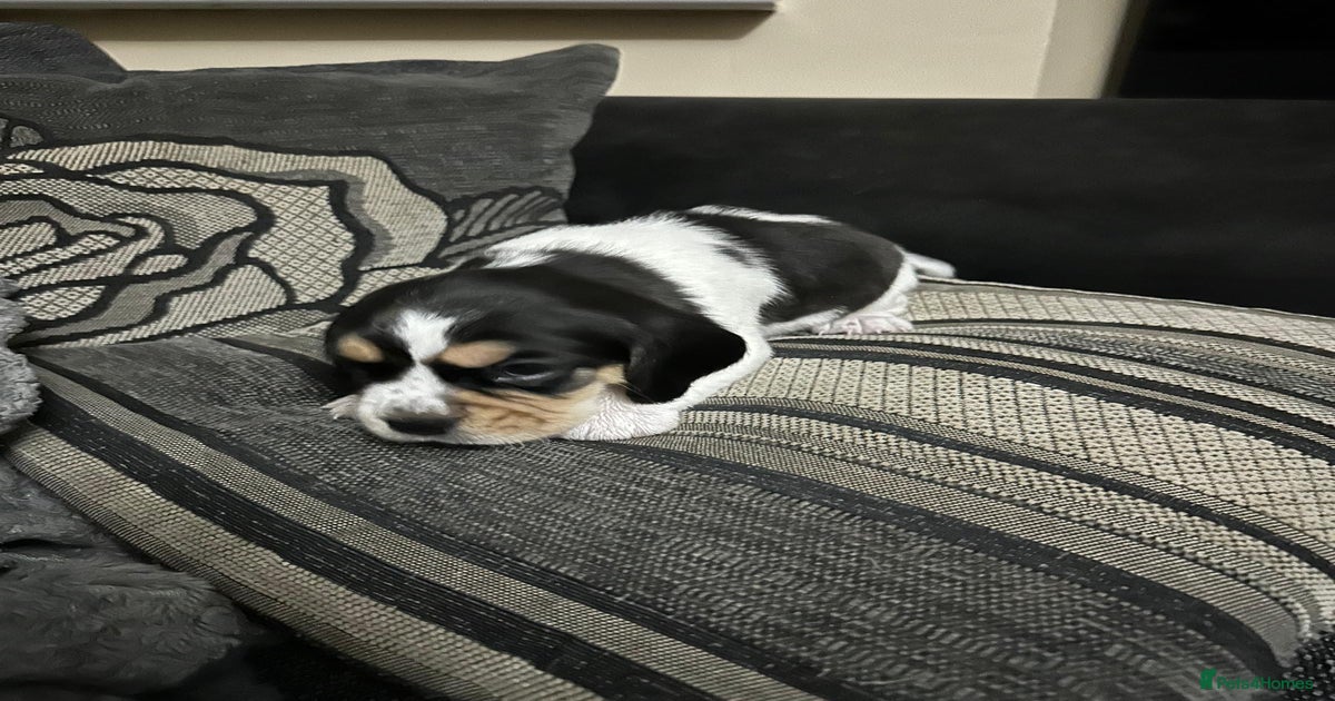 Bocker puppies for sale in Walsall | Pets4Homes