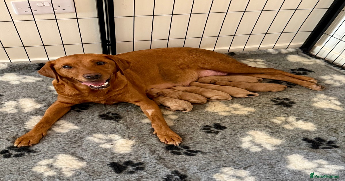 Beautiful Fox Red Puppies for sale in | Pets4Homes