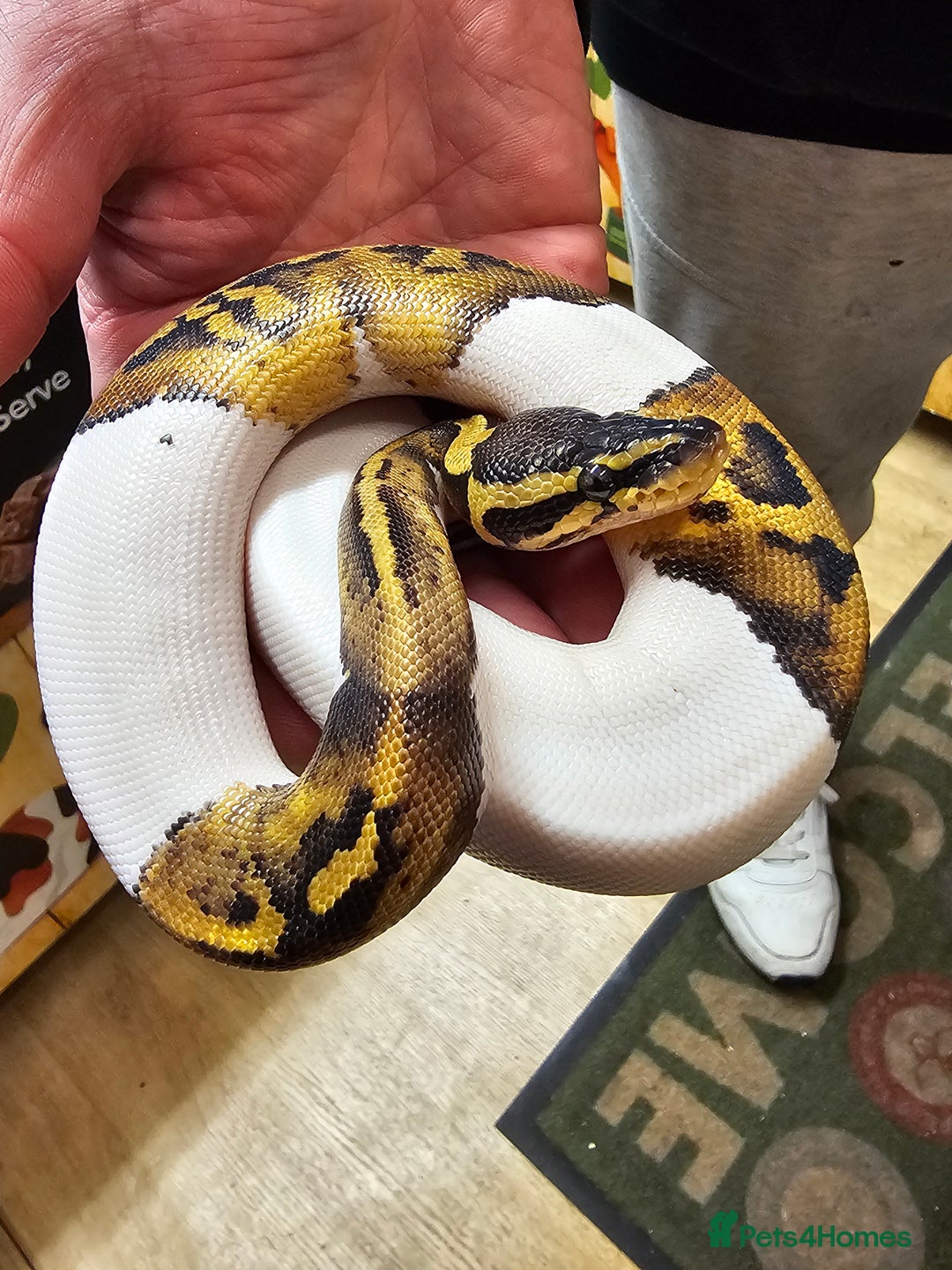 Baby royal pythons for sale in Chorley | Pets4Homes