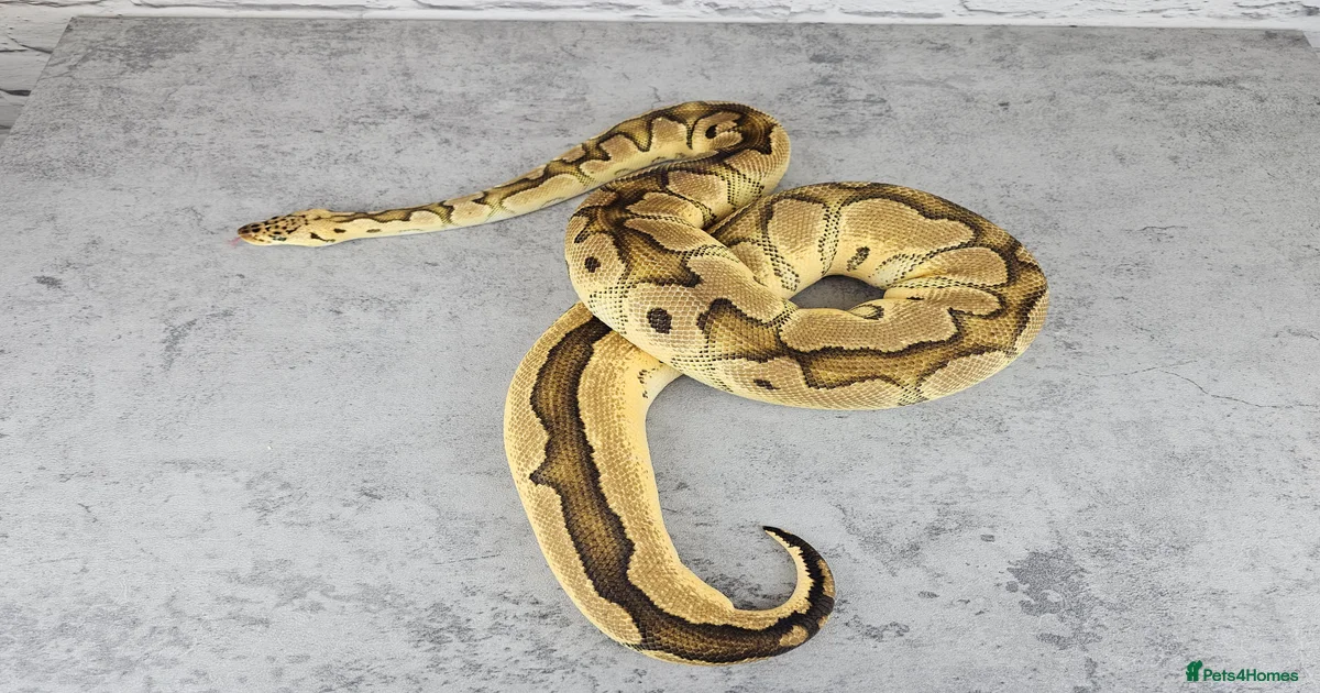 Python Snake Reptiles for sale | Pets4Homes