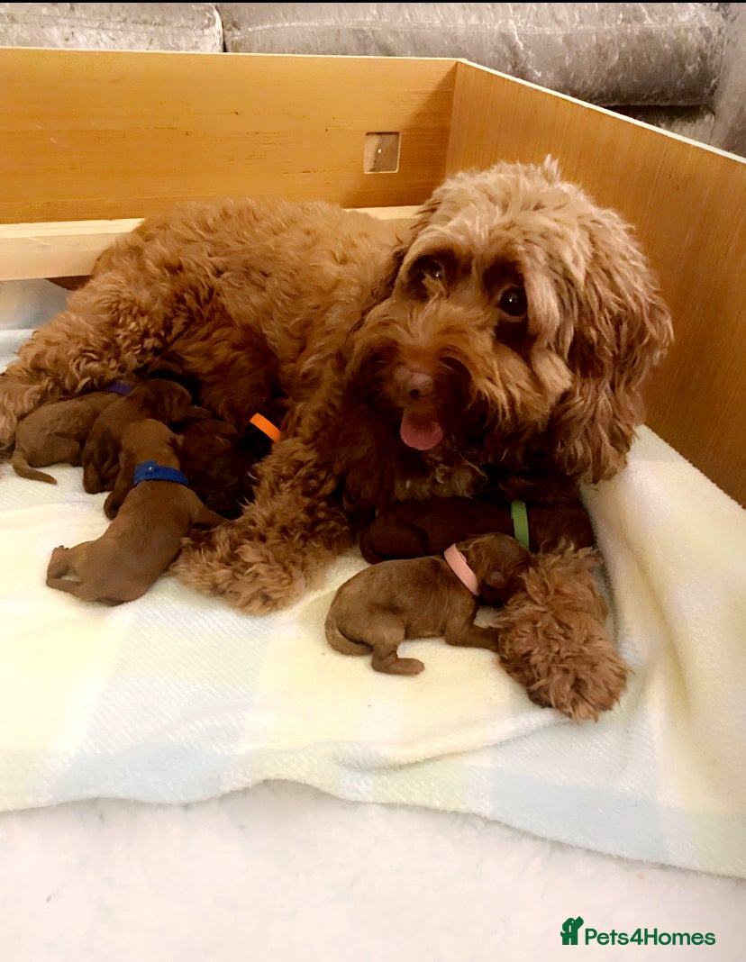 Beautiful Red F1b cockapoo puppies for sale in Ashford | Pets4Homes