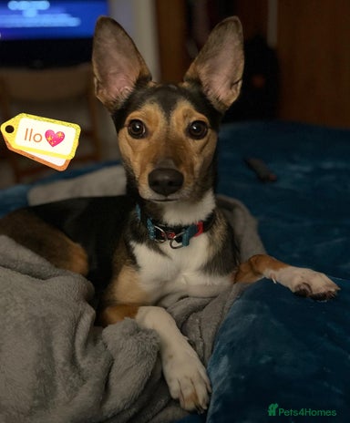 Small Dogs for adoption | Pets4Homes