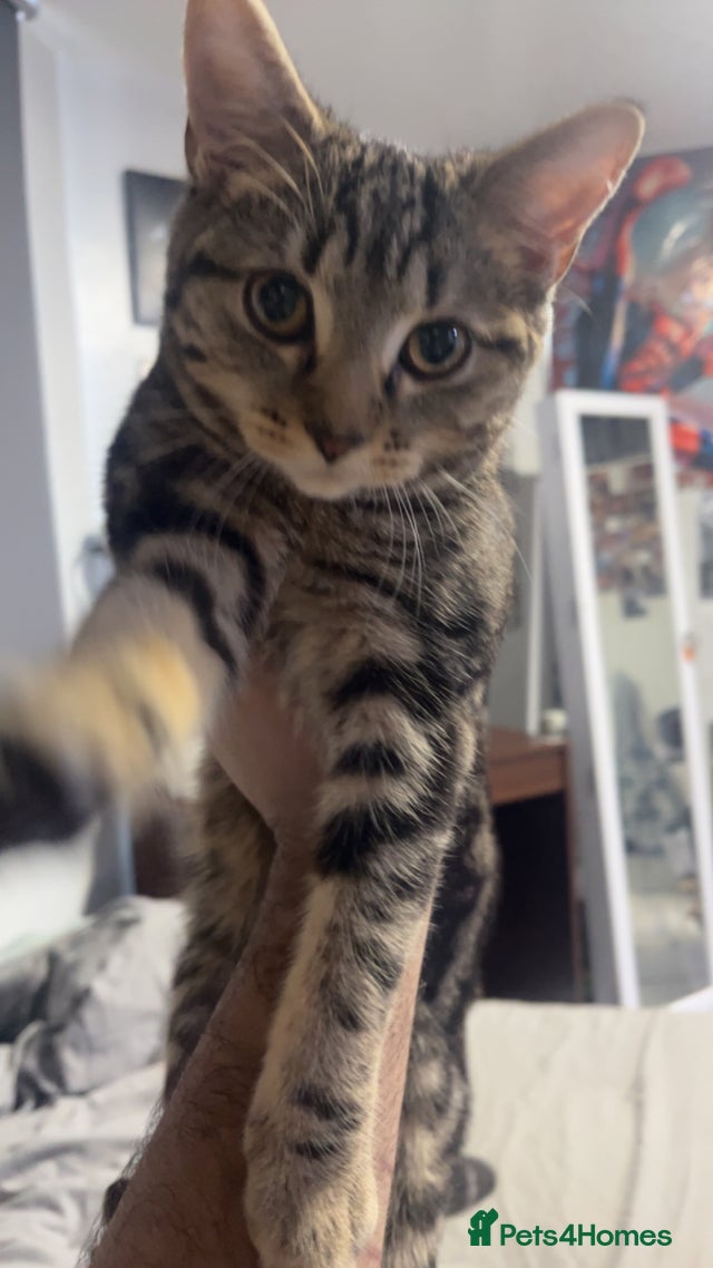 8 Month old kitten mixed breed for sale in Huddersfield | Pets4Homes