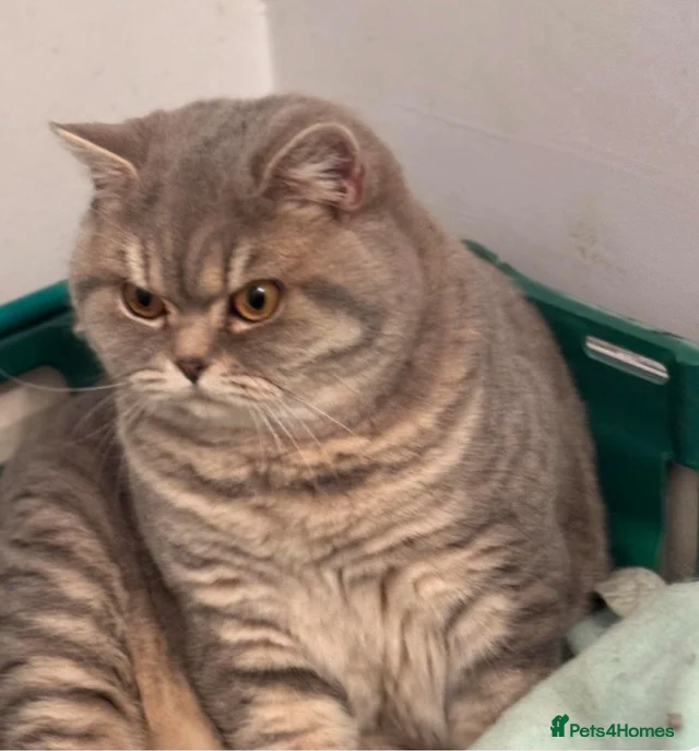 GCCF blue spotte male for sale in Sutton-in-Ashfield | Pets4Homes