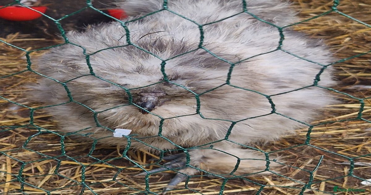 3 Cockerell silkie bantams for sale in Petersfield | Pets4Homes