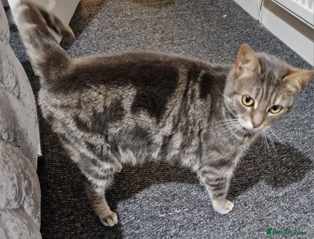 Female neutered cat for sale in Nottingham | Pets4Homes