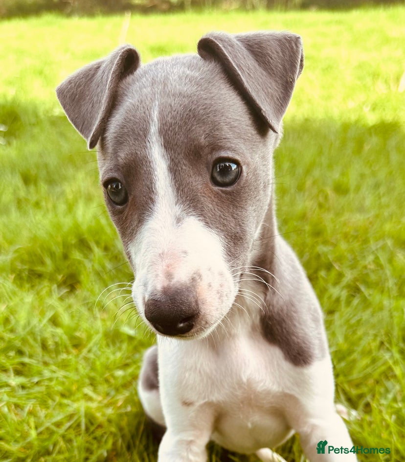Whippet breeders | Pets4Homes