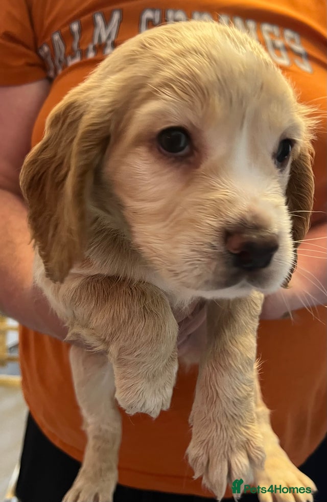 5 Female pure breed cocker spaniel puppies for sale in Woking | Pets4Homes