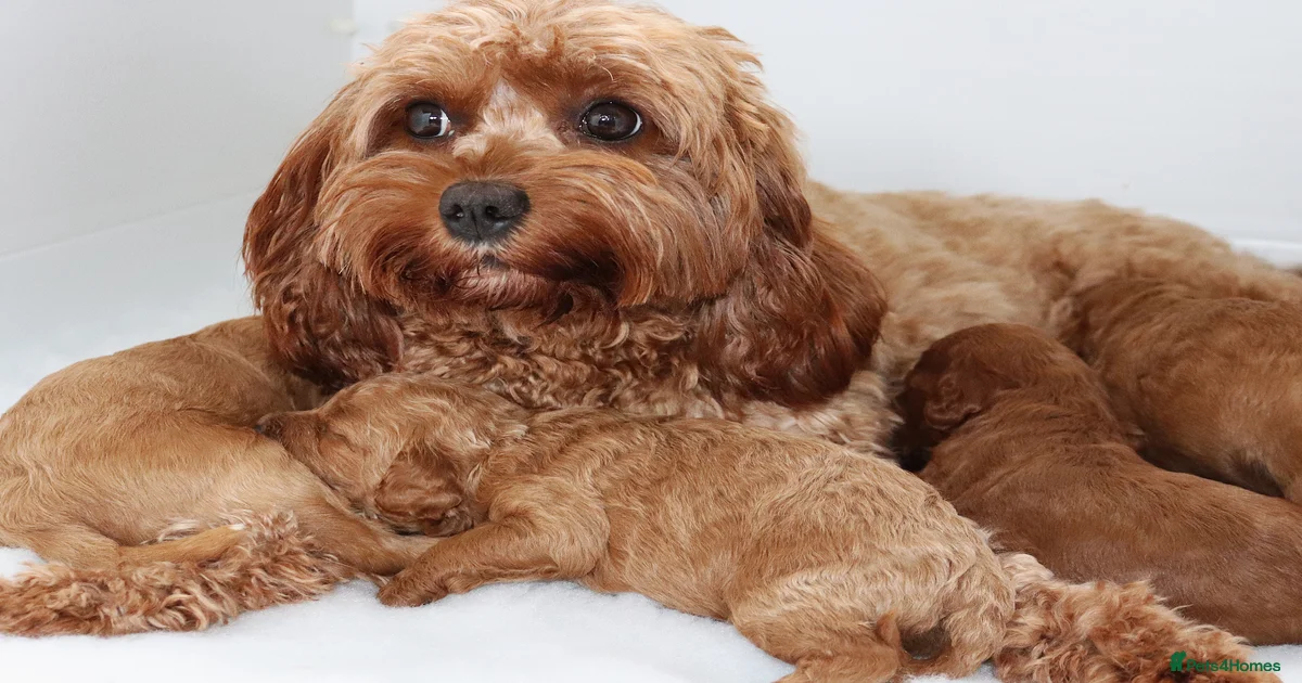 Cheap dog breeders Cavapoo Puppies for sale | Pets4Homes
