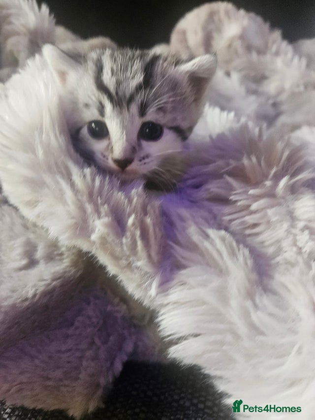 Kittens for sale in Saint Helens | Pets4Homes