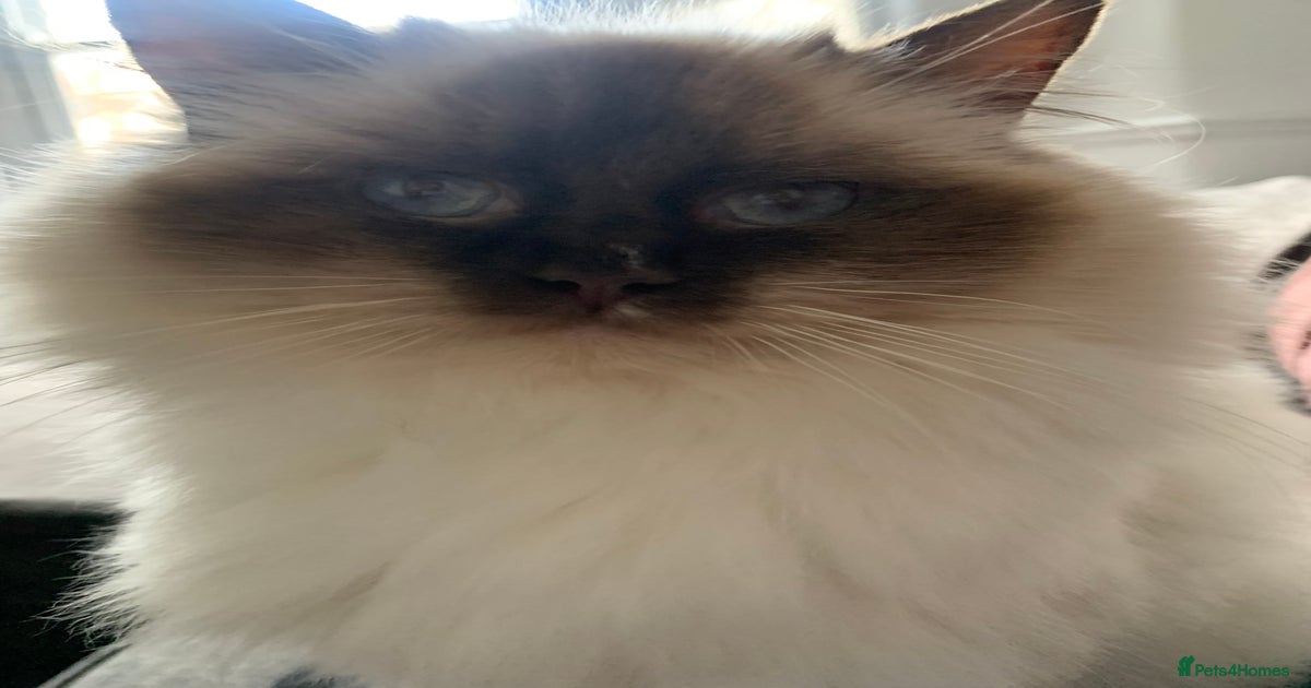 Half rag doll kitten RAGDOLL MUM for sale in Westcliff-on-Sea | Pets4Homes
