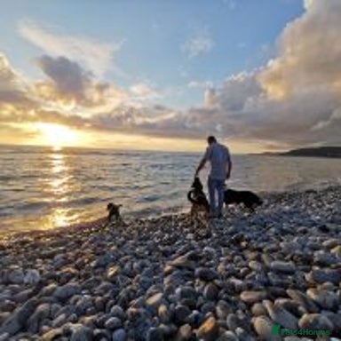 Huntaway Dogs Breed - Information, Temperament, Size & Price | Pets4Homes