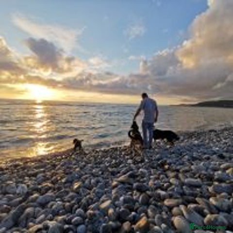 Huntaway Dogs Breed - Information, Temperament, Size & Price | Pets4Homes