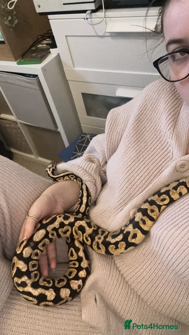 Male ball python for sale in | Pets4Homes