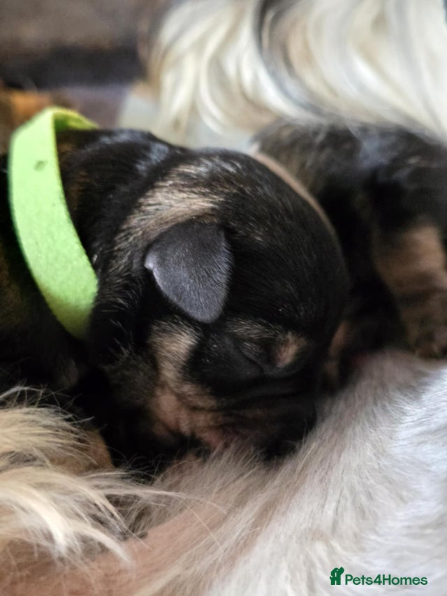 Miniature Schnauzer for sale in Edinburgh | Pets4Homes