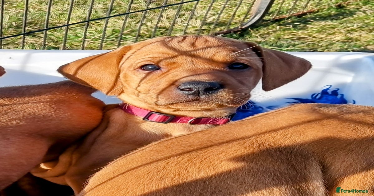 Beautiful Vizslador Puppies for sale in Penrith | Pets4Homes