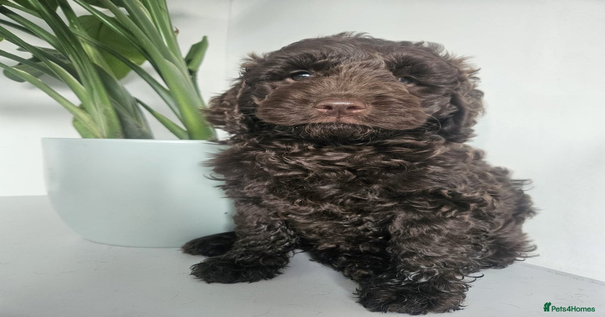 Multigeneration Miniature Labradoodles for sale in Barnet | Pets4Homes