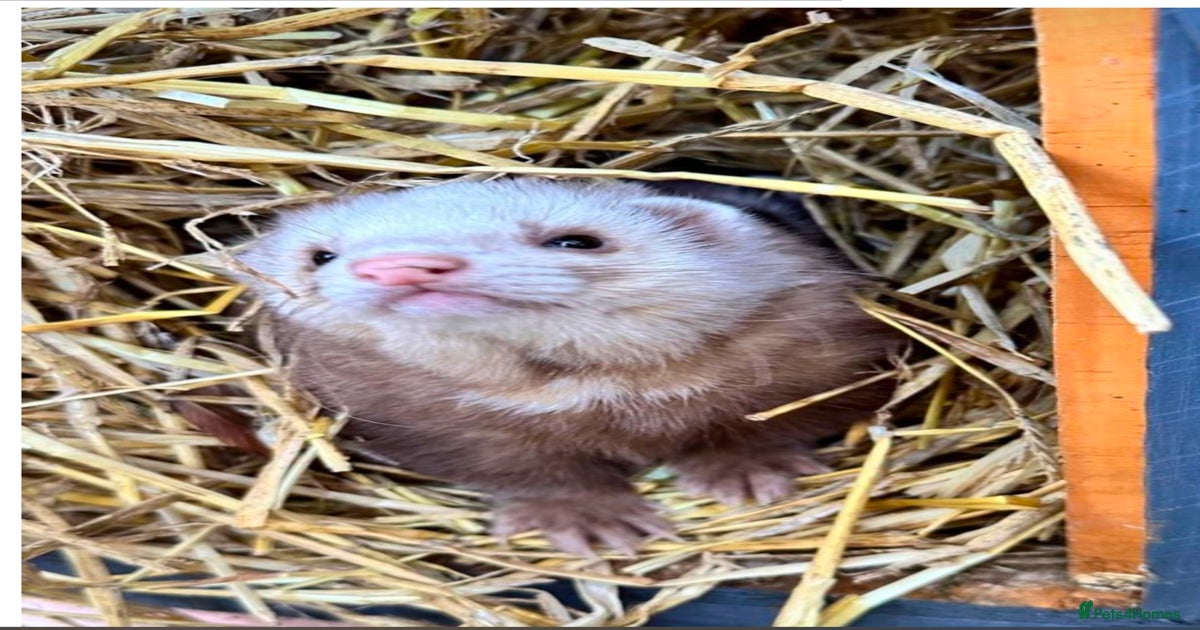 Sammy the Ferret (Sandy Colour) for sale in Brough | Pets4Homes