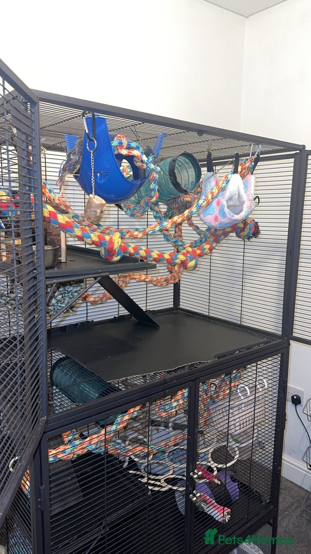 2 female bold rats with cage and accessories for sale in Burton-on ...