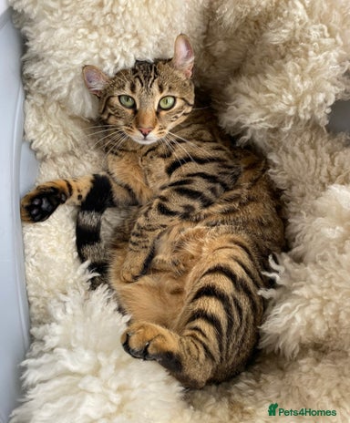 Keetso Cats Breed - Information, Temperament, Size & Price | Pets4Homes