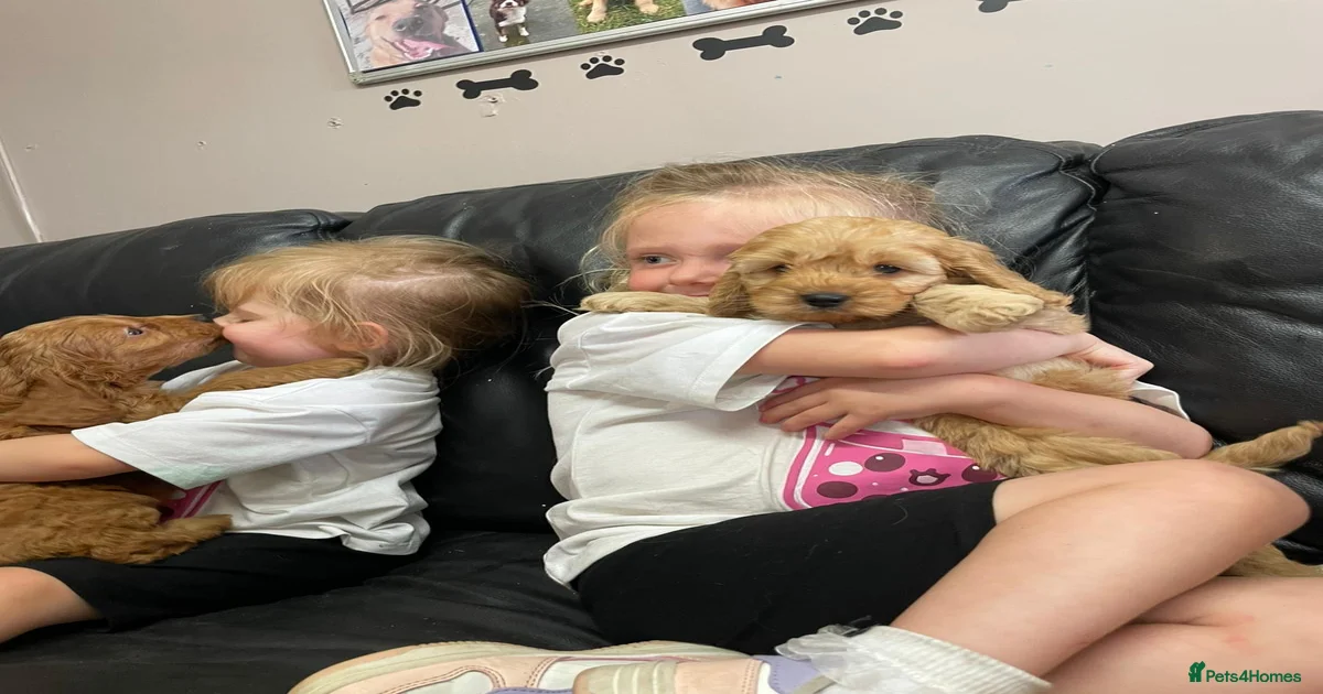Cockapoo Puppies for sale | Pets4Homes