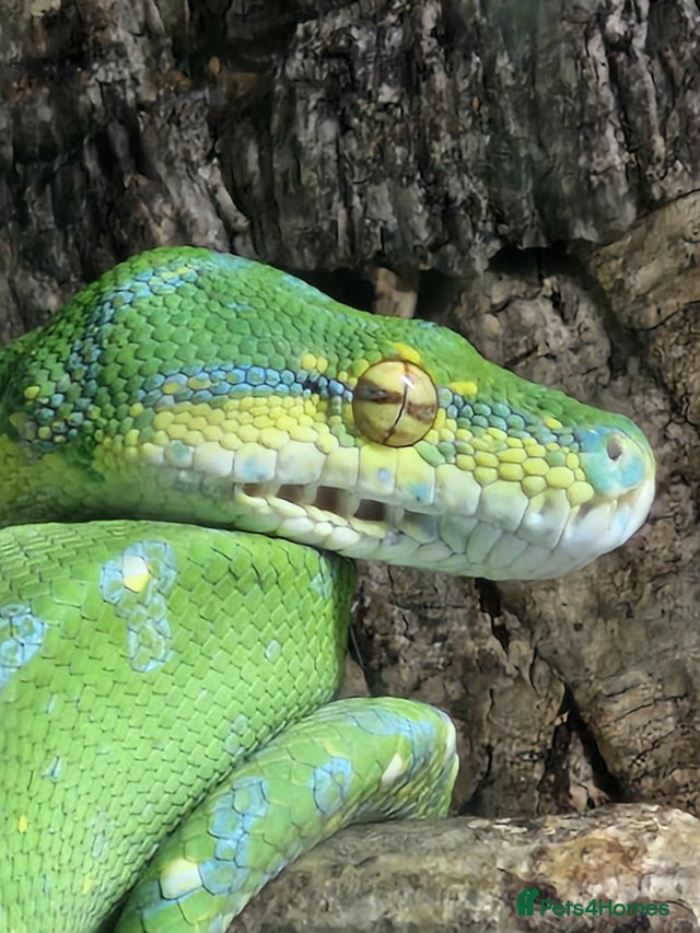Green tree python type Manokwari Jayapura for sale in Glasgow | Pets4Homes