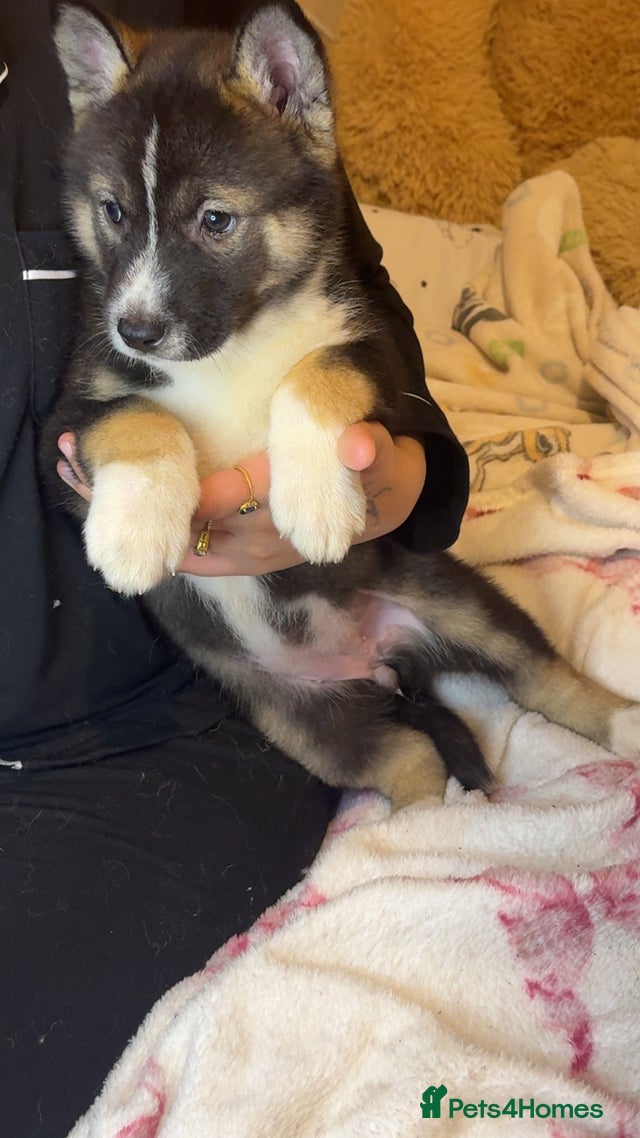 Siberian husky for sale in Bewdley | Pets4Homes