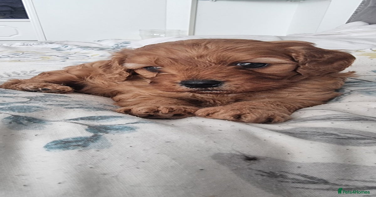 Gorgeous f1 cavapoo babies for sale in | Pets4Homes