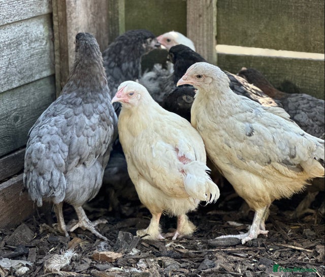 French Copper Blue Marans - Dark Brown Eggs for sale in Preston ...