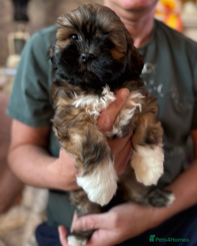 Stunning Red female KC reg Lhasa apso for sale in Bishop Auckland ...