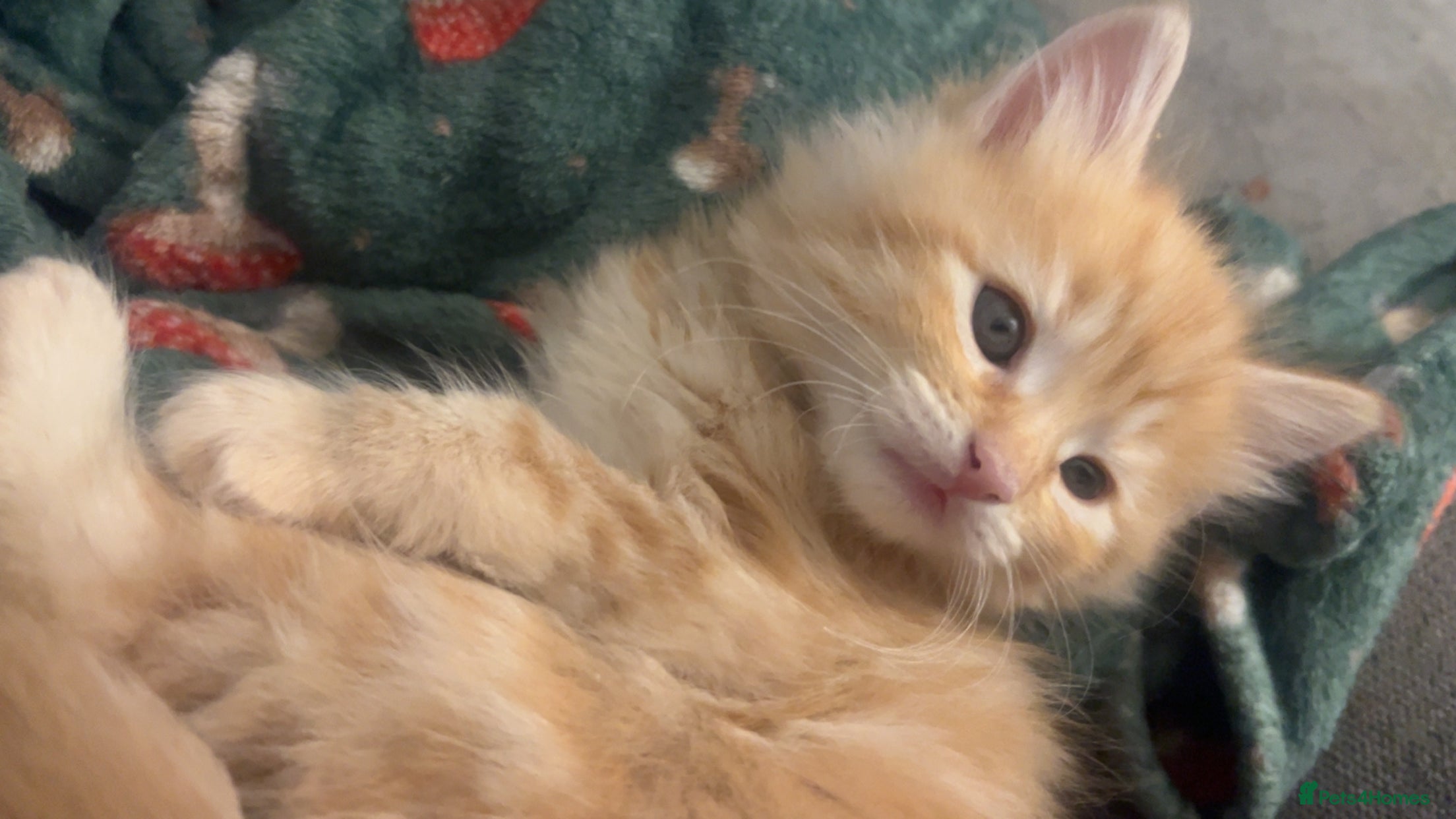 Beautiful Ginger Female Kitten for sale in Wednesbury | Pets4Homes