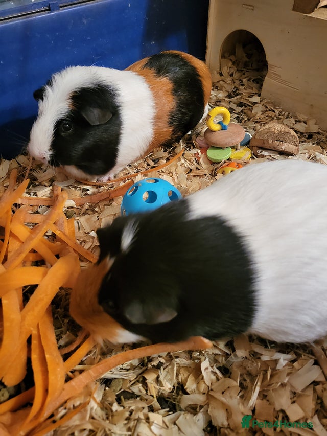2 female guinea pigs for sale in Swansea | Pets4Homes