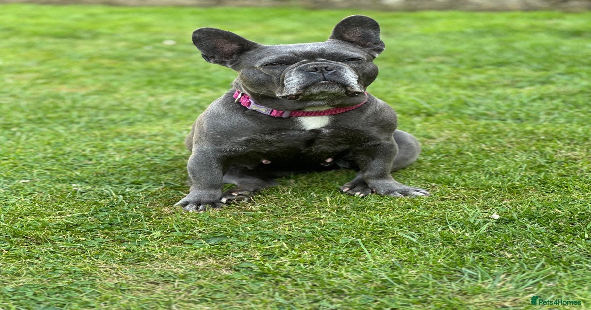 French bull dog 7 years old for sale in Norwich | Pets4Homes