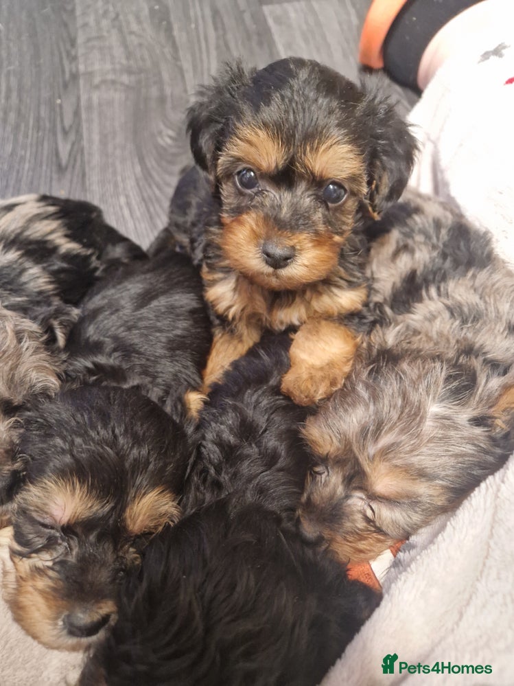 Yorkie Puppies for sale | Pets4Homes