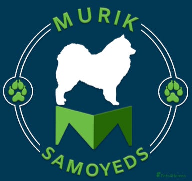 Samoyed Dogs Breed - Information, Temperament, Size & Price | Pets4Homes