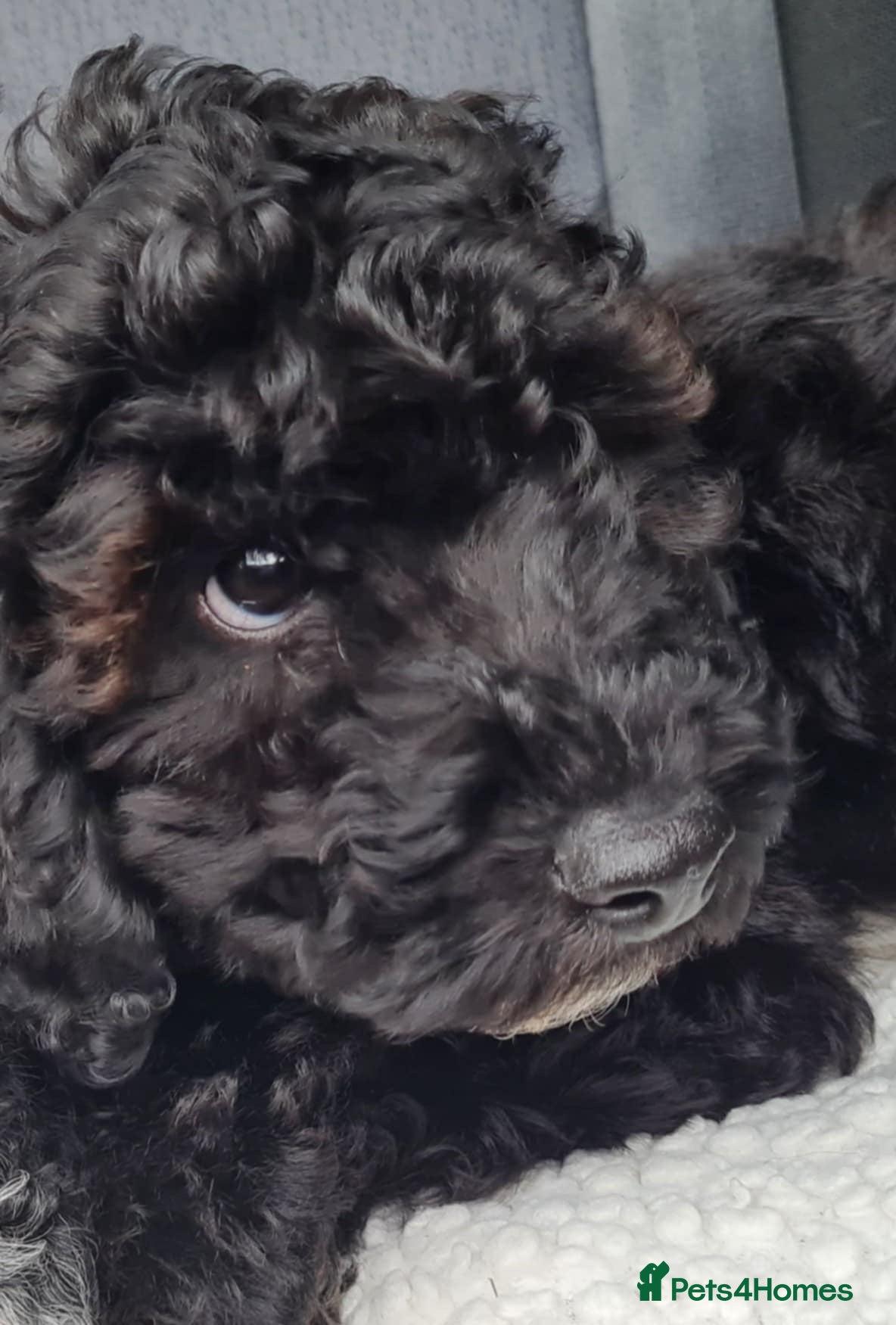 F1b male cockapoo re homeing for sale in Horncastle | Pets4Homes