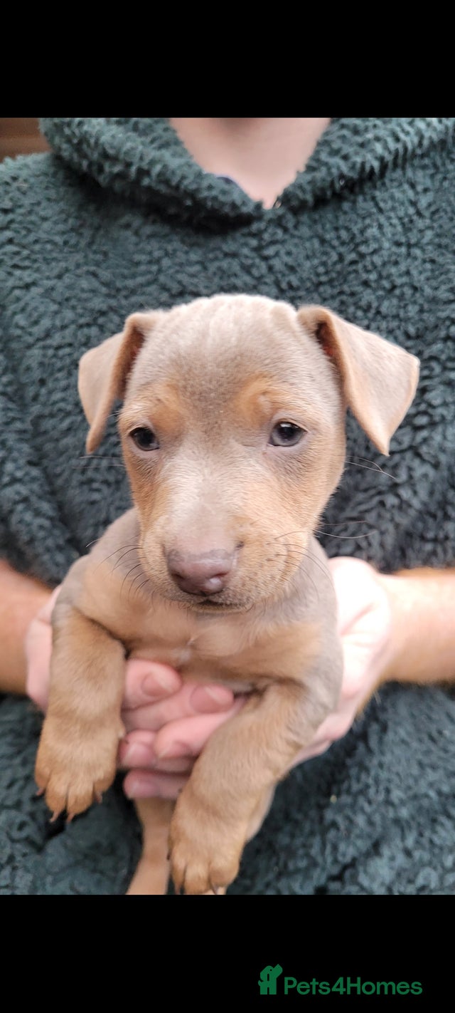 **rare miniature JRT only 1 available** for sale in Harrogate | Pets4Homes