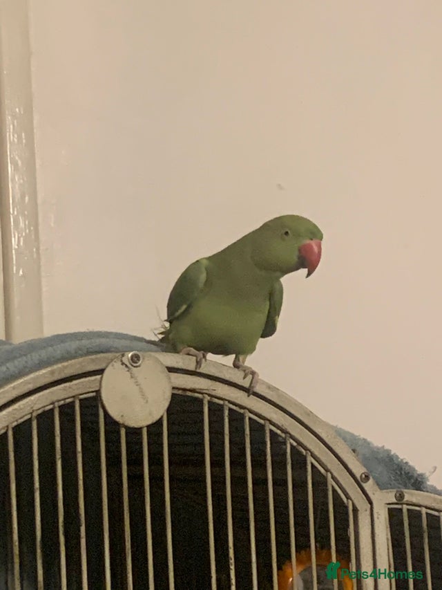 Wavey davey antics | Pets4Homes