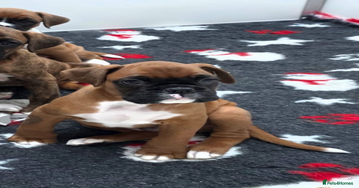 Absolutely Stunning Pedigree Boxers 🐾 for sale in Spalding | Pets4Homes