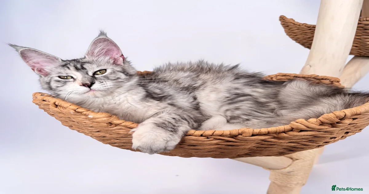 Maine Coon Kittens for sale | Pets4Homes