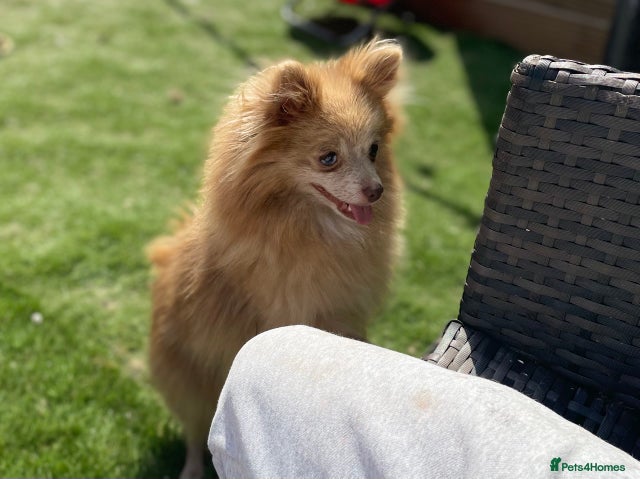 Chocolate Merle Pomeranian female 🤎 for sale in Guildford | Pets4Homes