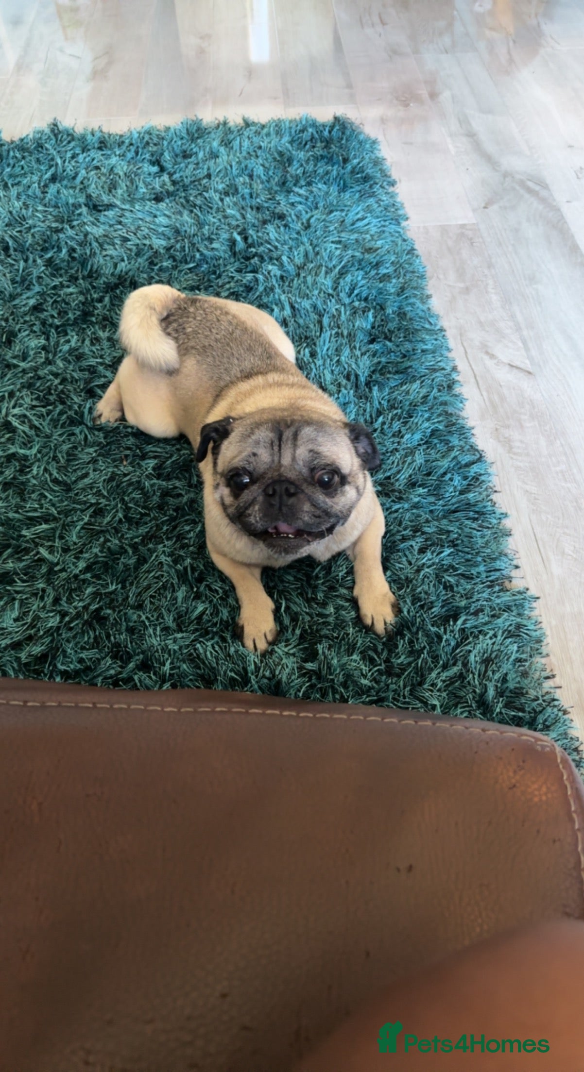 Coco male pug for sale in Birmingham | Pets4Homes