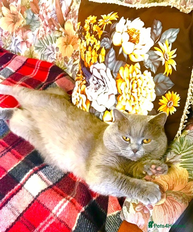 Three Scottish Fold Kittens for sale for sale in Boston | Pets4Homes