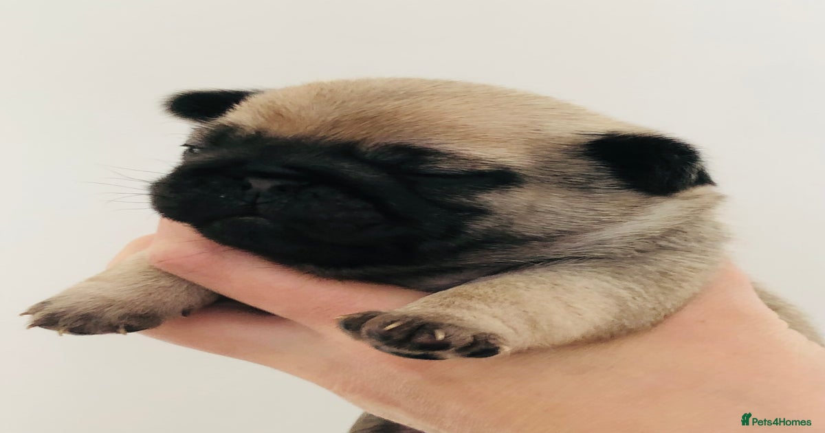 Pug Pedigree Pups for sale in | Pets4Homes