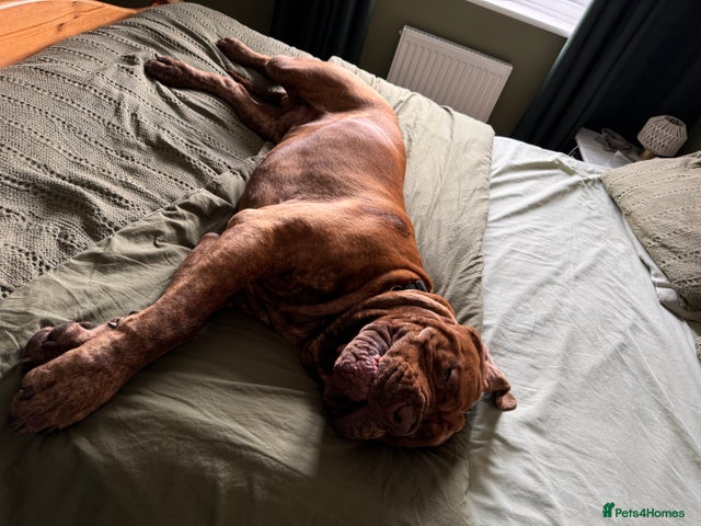 Rufus cross breed of mastiff for sale in Lowestoft | Pets4Homes