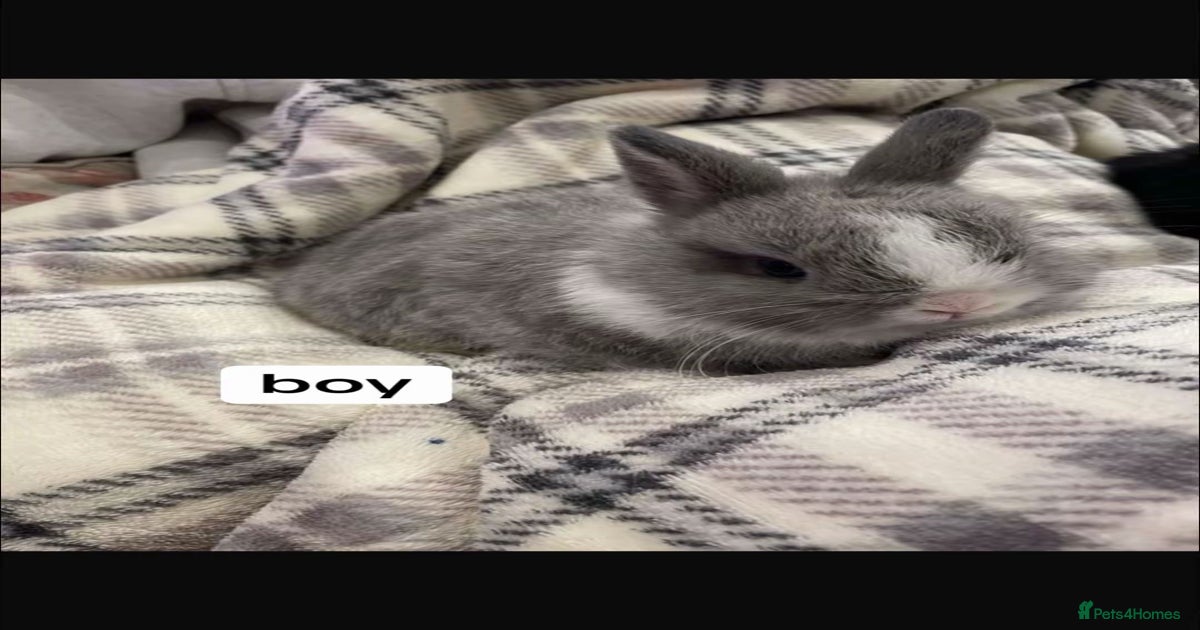 Pure Bred Netherland Dwarf Baby Rabbits for sale in Norwich | Pets4Homes